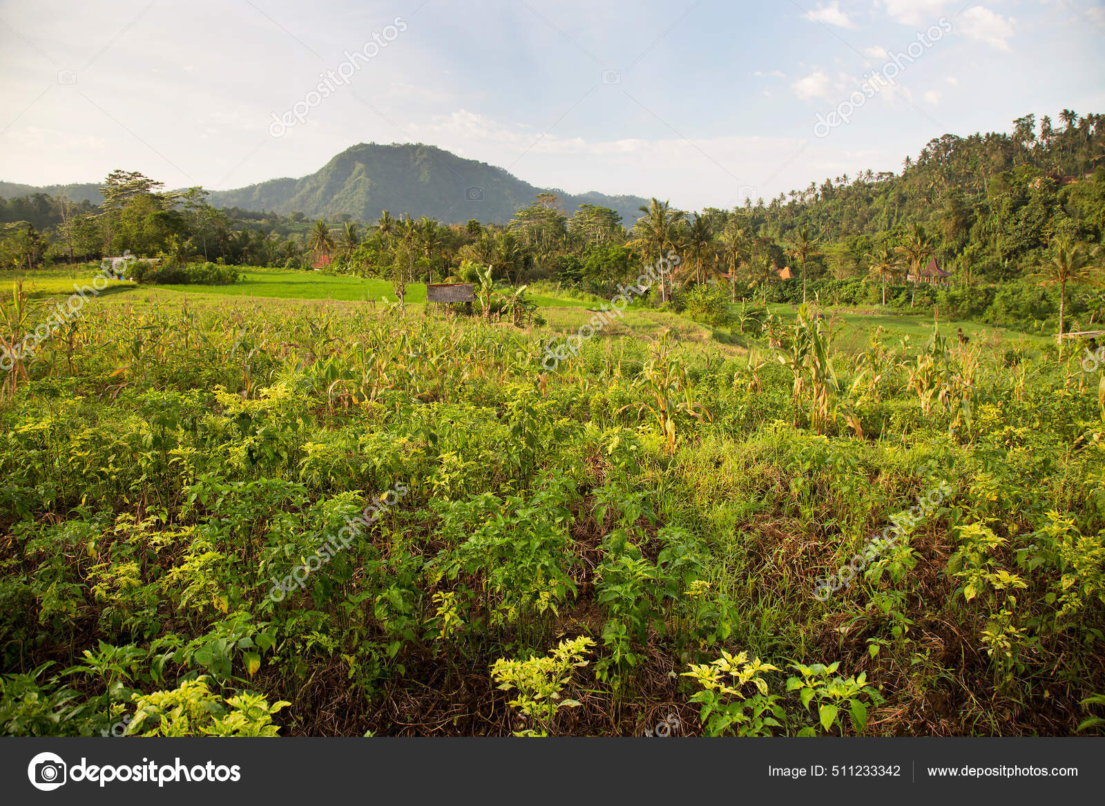 Paddy Fields Sawa Landscape Growing Rice Plants — Stock Photo © DirkM ...