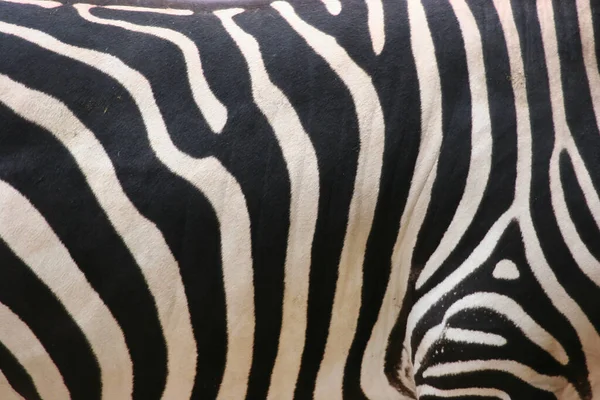 Zebra azul Stock Photos, Royalty Free Zebra azul Images | Depositphotos