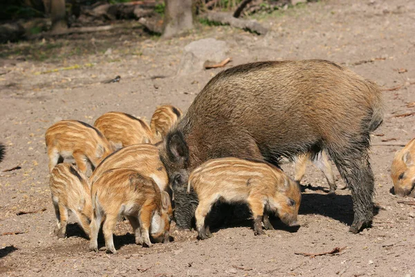 Young wild boars Stock Photos, Royalty Free Young wild boars Images ...