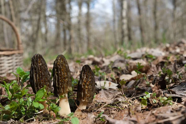 Growing morel mushrooms Stock Photos, Royalty Free Growing morel ...