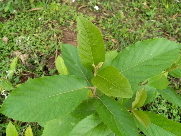 Planta de nepal images libres de droit, photos de Planta de nepal ...