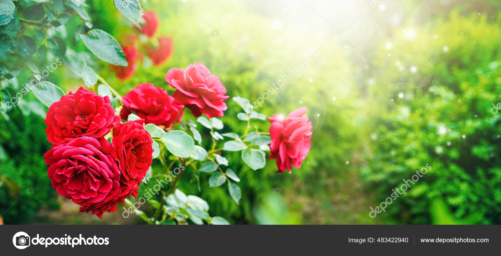 Beautiful Red Roses Backdrop Greenery Well Groomed Garden Morning Sun ...