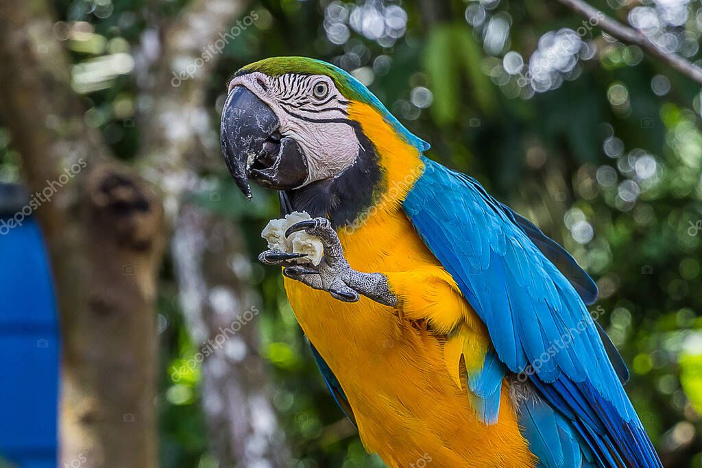 Un loro guacamayo sostiene un pedazo de pan en su garra con garras y se ...