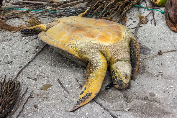 Sea turtle pollution Stock Photos, Royalty Free Sea turtle pollution ...