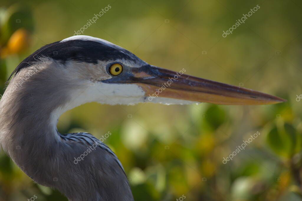 Lado en retrato de Garza Azul (Ardea herodias) en manglares Islas ...