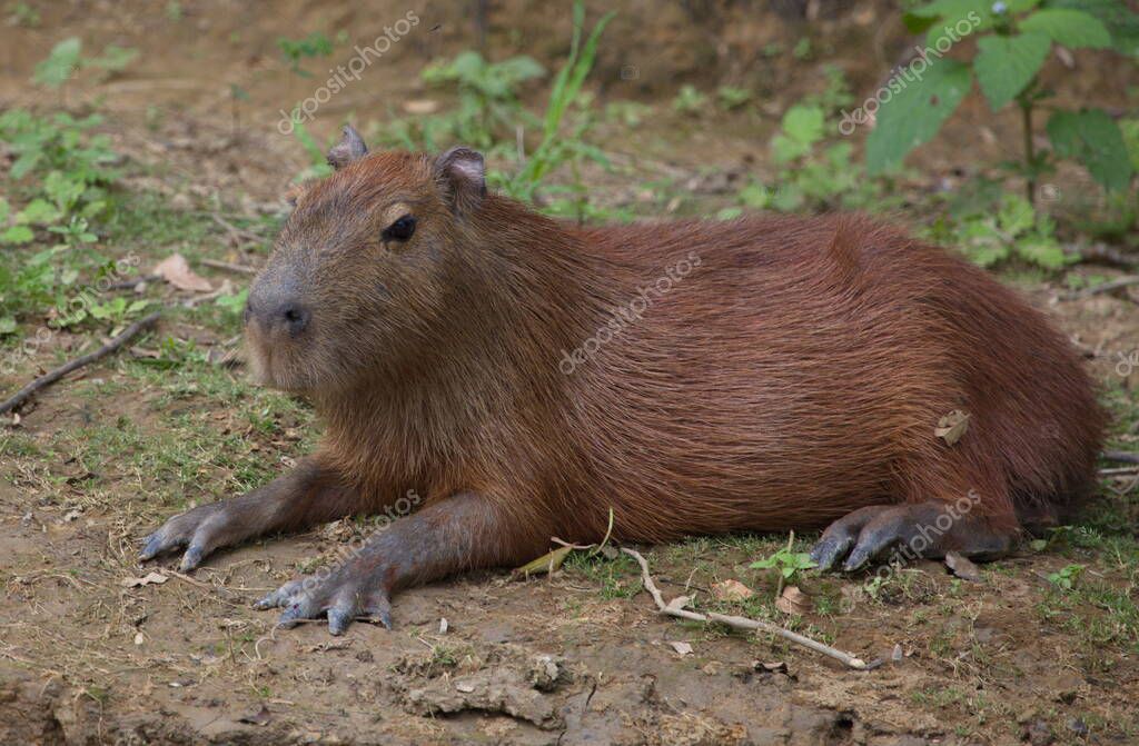 Lado de primer plano en el retrato de Capybara (Hydrochoerus ...
