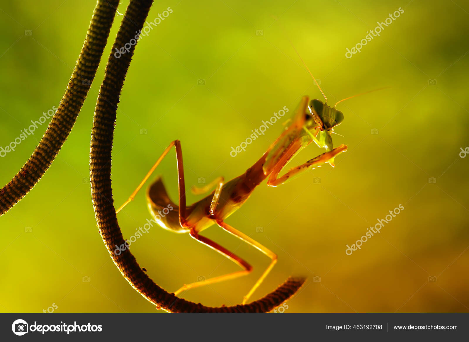 Many Types Mantis Species Shapes Colors Various Very Interesting ...