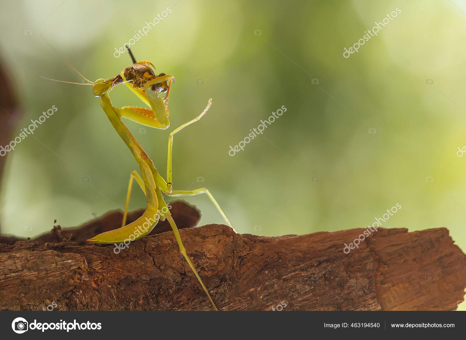 Many Types Mantis Species Shapes Colors Various Very Interesting ...