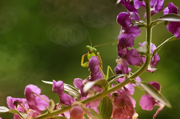 Many Types Mantis Species Shapes Colors Various Very Interesting ...
