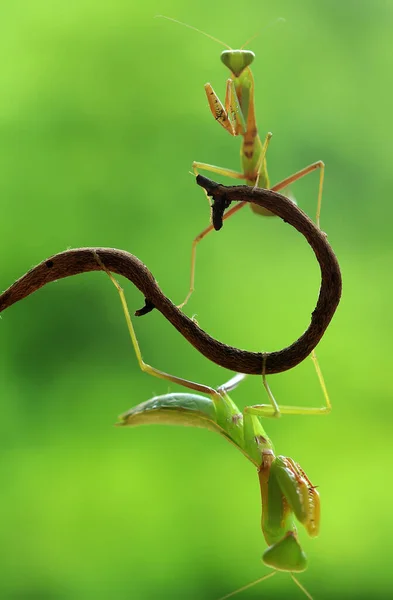 Many Types Mantis Species Shapes Colors Various Very Interesting ...