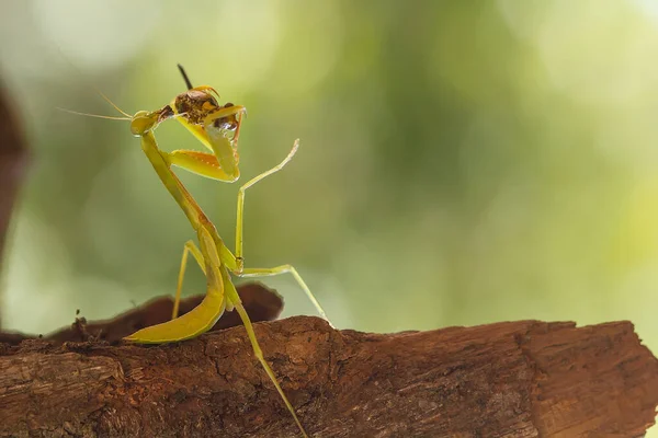 Hay muchos tipos de especies de mantis a nuestro alrededor, sus formas ...