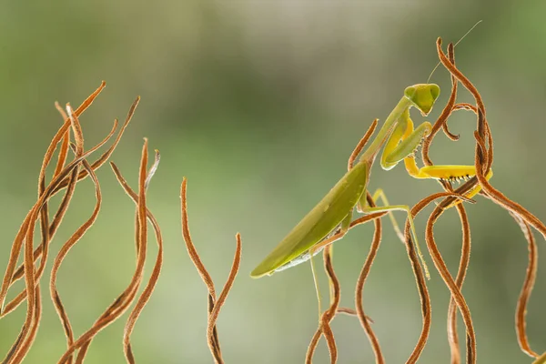Mantis on branch Stock Photos, Royalty Free Mantis on branch Images ...