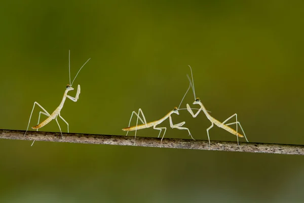Small mantis Stock Photos, Royalty Free Small mantis Images | Depositphotos