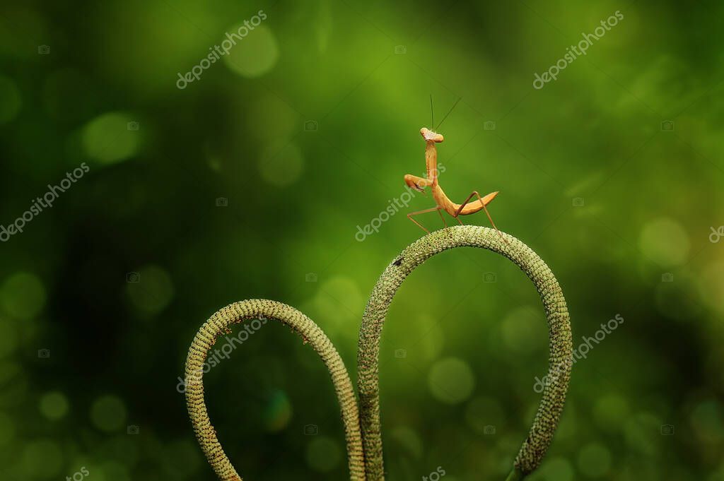 Hay muchos tipos de especies de mantis a nuestro alrededor, sus formas ...