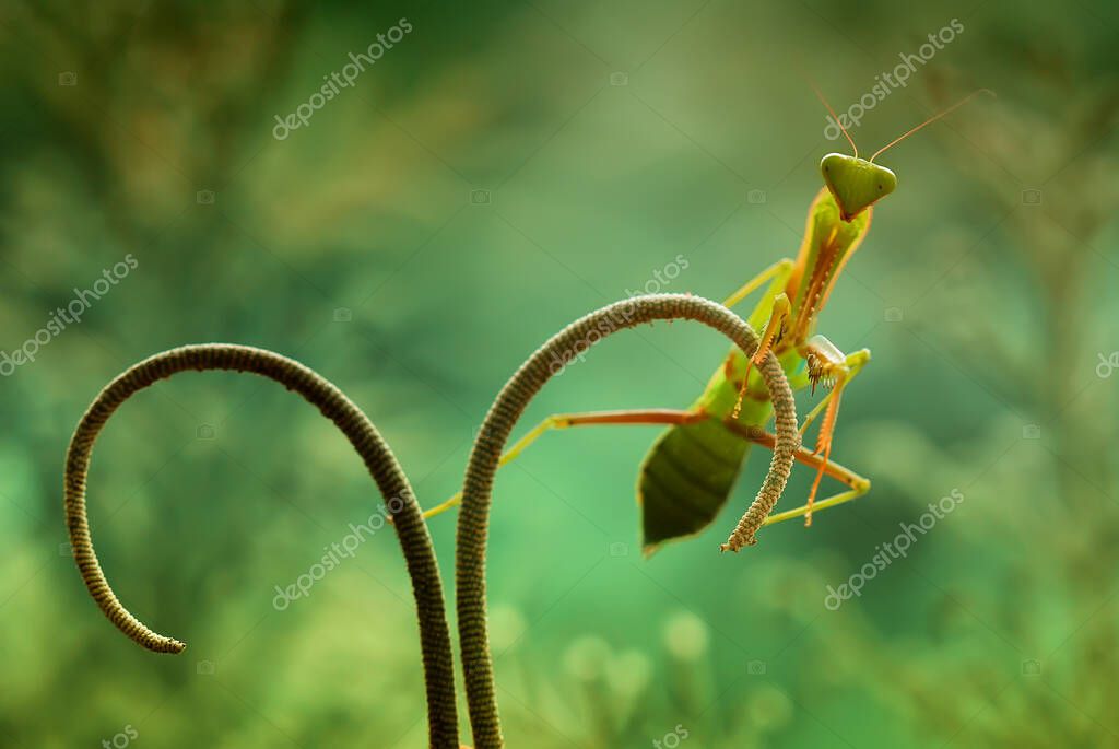 Hay muchos tipos de especies de mantis a nuestro alrededor, sus formas ...