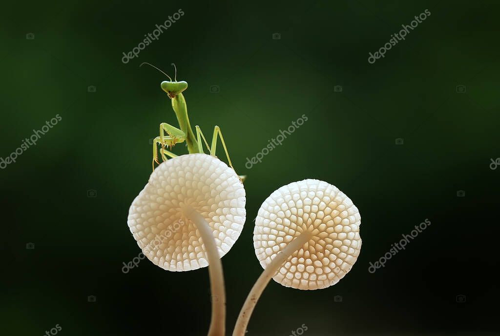 Hay muchos tipos de especies de mantis a nuestro alrededor, sus formas ...