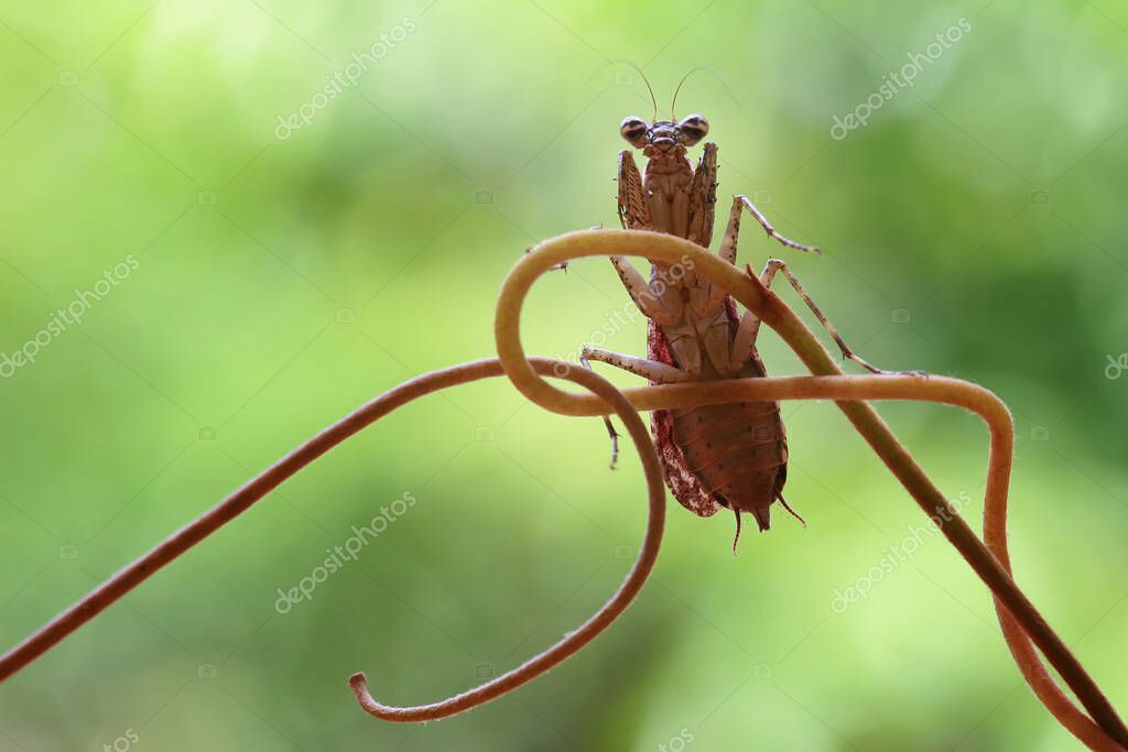 Hay muchos tipos de especies de mantis a nuestro alrededor, sus formas ...