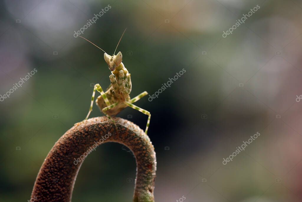 Hay muchos tipos de especies de mantis a nuestro alrededor, sus formas ...