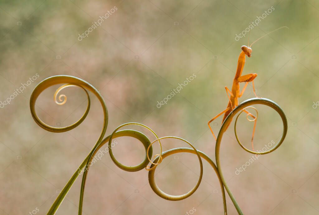 Hay muchos tipos de especies de mantis a nuestro alrededor, sus formas ...