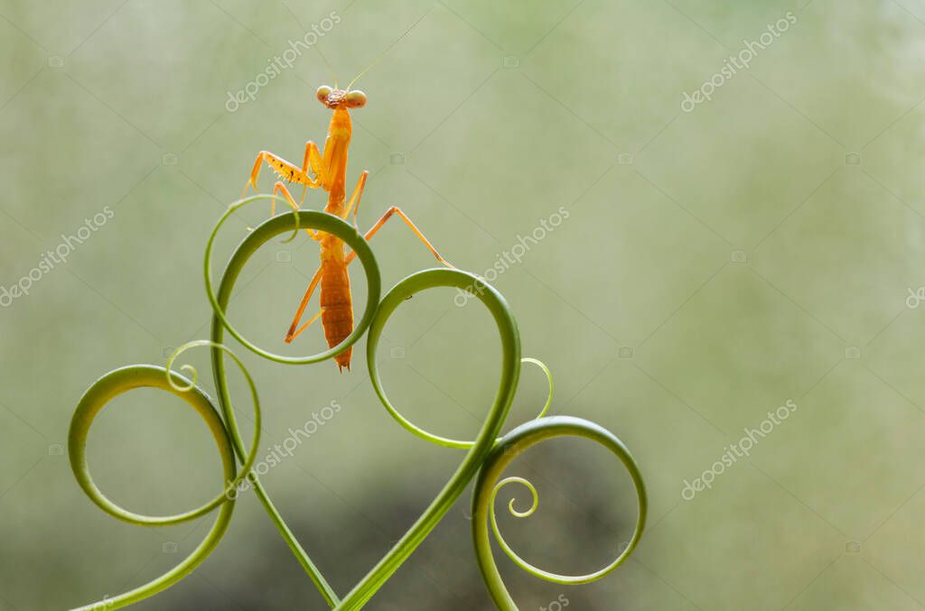 Hay muchos tipos de especies de mantis a nuestro alrededor, sus formas ...