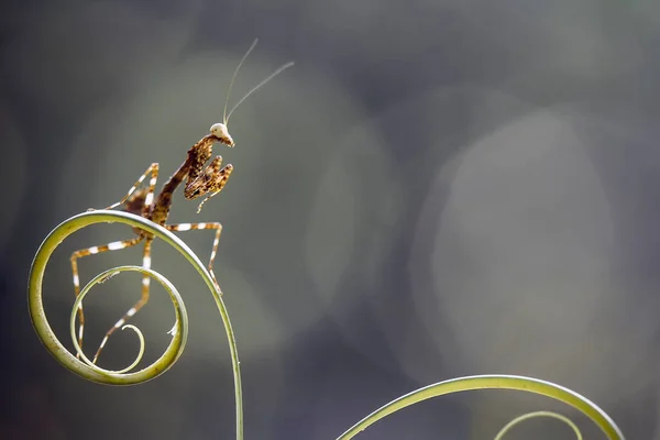 Hay muchos tipos de especies de mantis a nuestro alrededor, sus formas ...