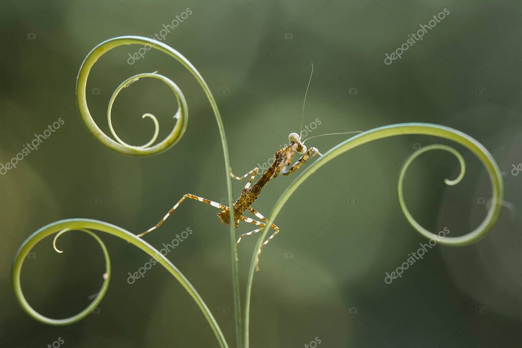 Hay muchos tipos de especies de mantis a nuestro alrededor, sus formas ...