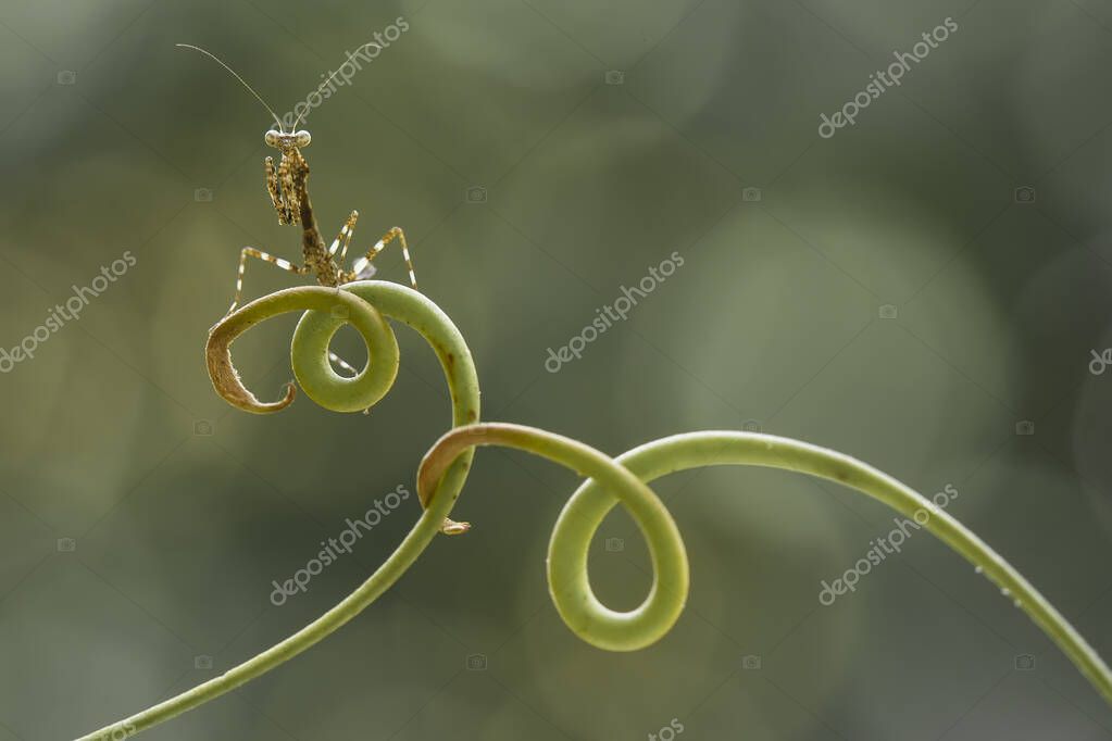 Hay muchos tipos de especies de mantis a nuestro alrededor, sus formas ...