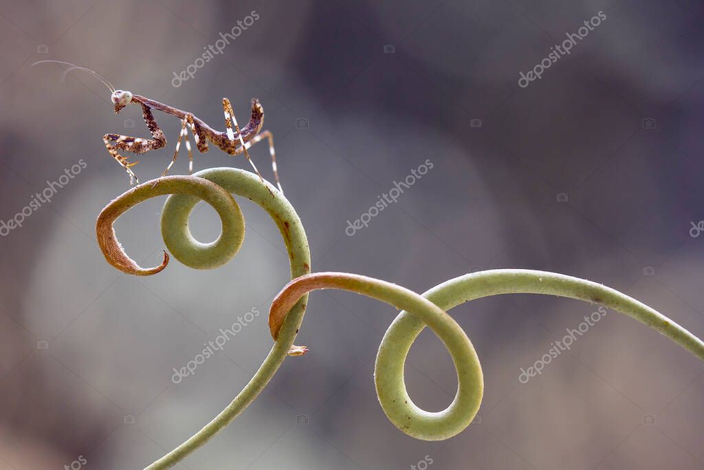 Hay muchos tipos de especies de mantis a nuestro alrededor, sus formas ...