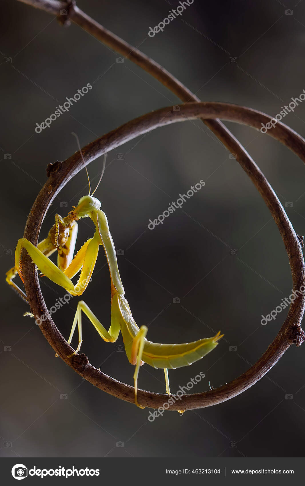 Many Types Mantis Species Shapes Colors Various Very Interesting ...