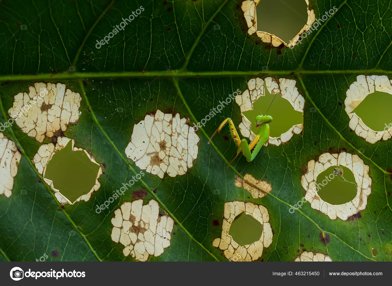 Many Types Mantis Species Shapes Colors Various Very Interesting ...