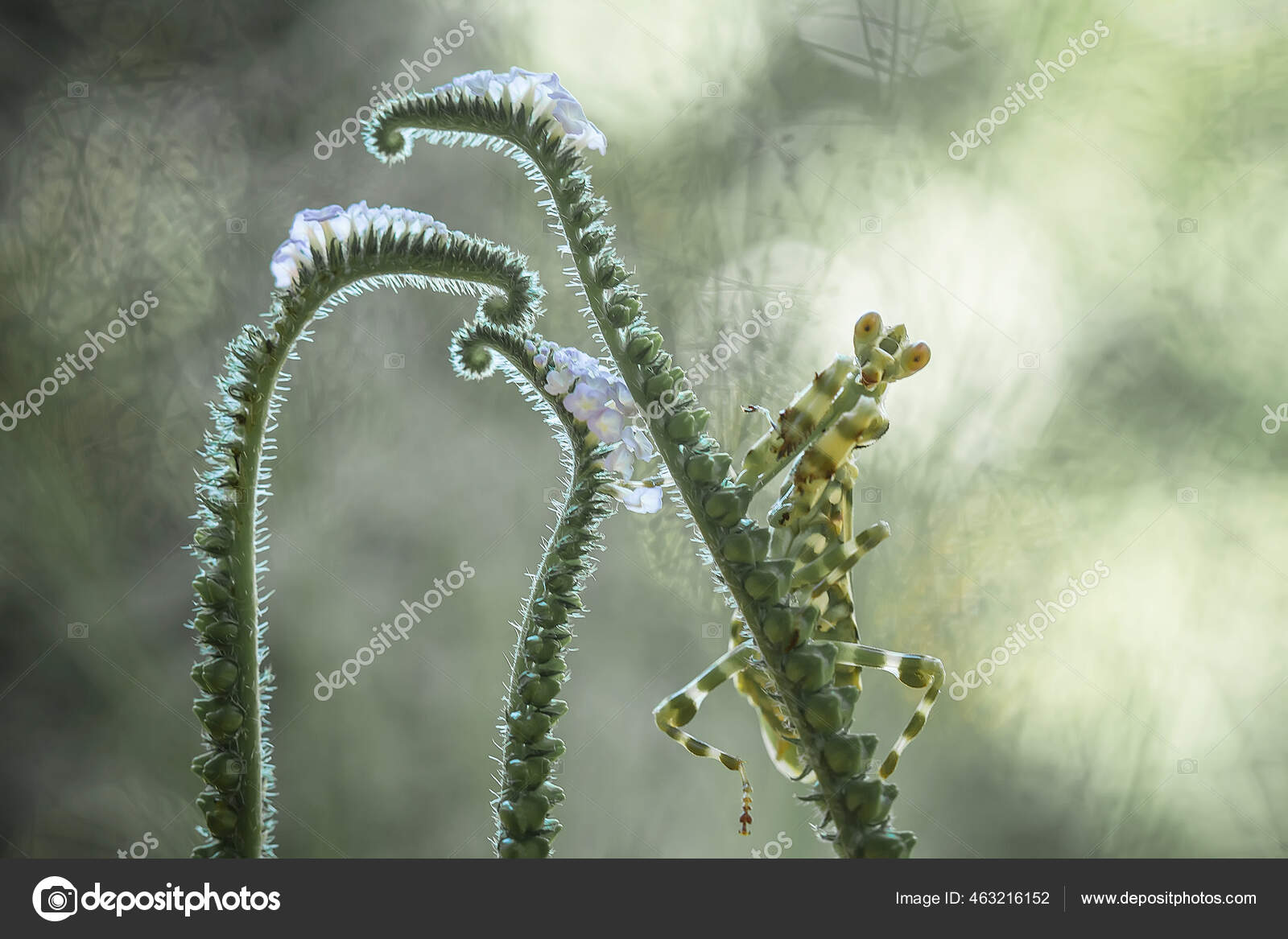 Many Types Mantis Species Shapes Colors Various Very Interesting ...