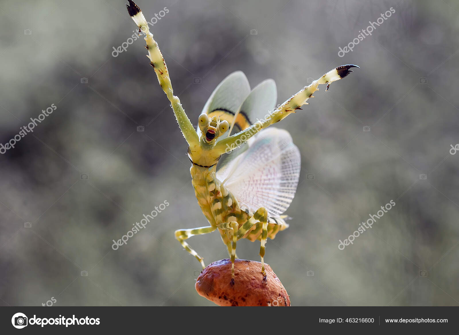 Many Types Mantis Species Shapes Colors Various Very Interesting ...