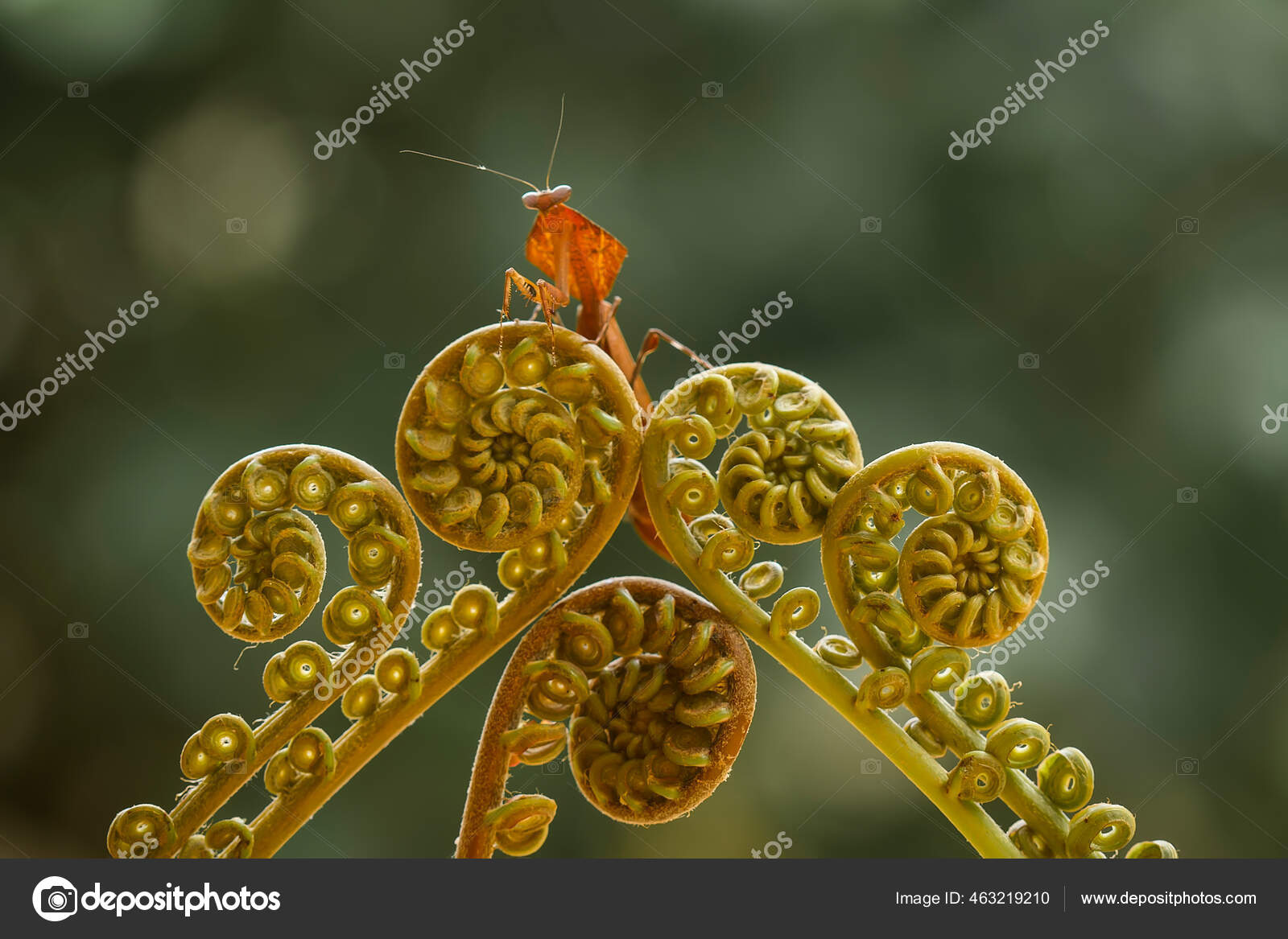 Many Types Mantis Species Shapes Colors Various Very Interesting ...