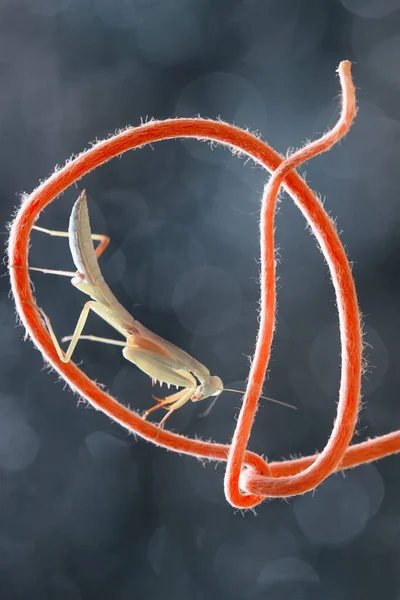 Hay muchos tipos de especies de mantis a nuestro alrededor, sus formas ...