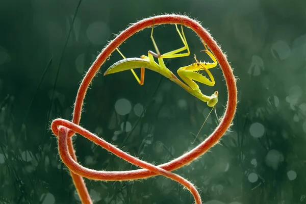 Hay muchos tipos de especies de mantis a nuestro alrededor, sus formas ...