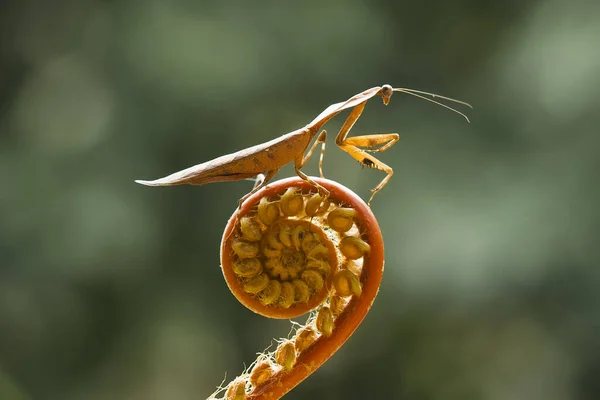 Hay muchos tipos de especies de mantis a nuestro alrededor, sus formas ...