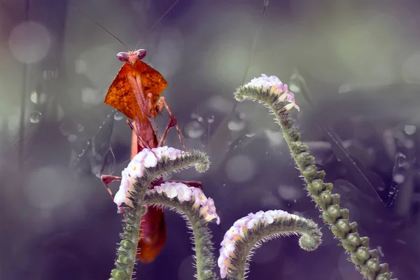 Hay muchos tipos de especies de mantis a nuestro alrededor, sus formas ...