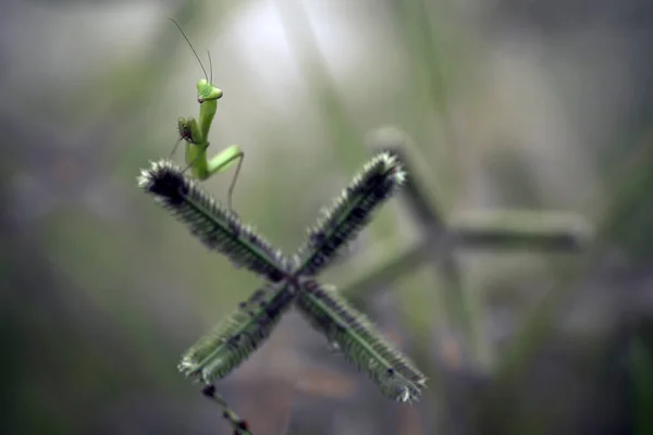 Many Types Mantis Species Shapes Colors Various Very Interesting ...