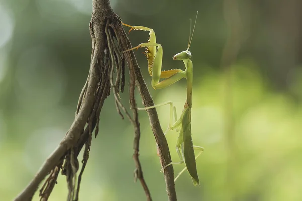 Many Types Mantis Species Shapes Colors Various Very Interesting ...