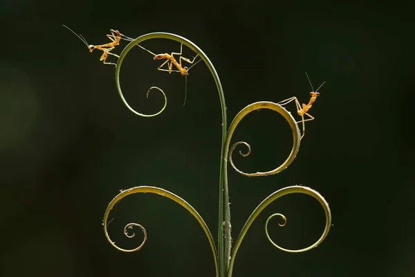 Hay muchos tipos de especies de mantis a nuestro alrededor, sus formas ...