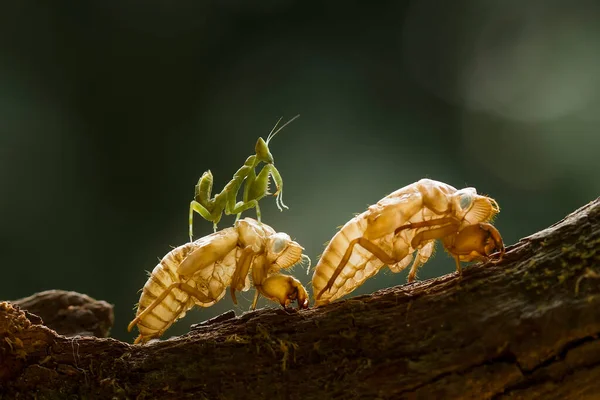 Mantis insects Stock Photos, Royalty Free Mantis insects Images ...