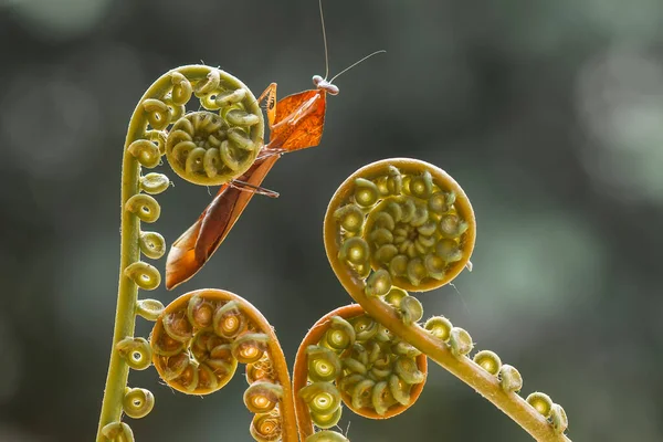 There are many types of mantis species around us, their shapes and ...