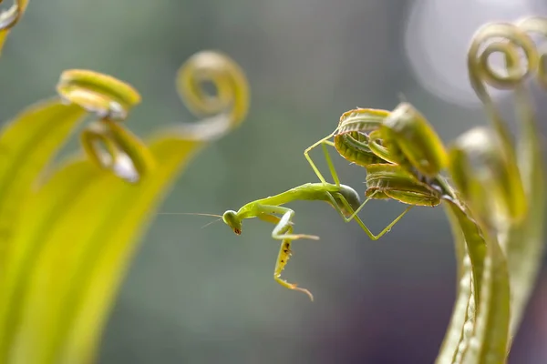 Many Types Mantis Species Shapes Colors Various Very Interesting ...