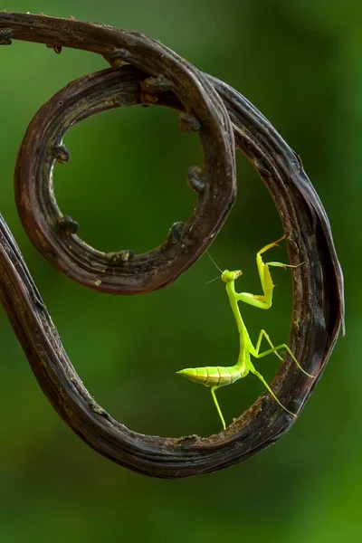 Insectos mantis Stock Photos, Royalty Free Insectos mantis Images ...