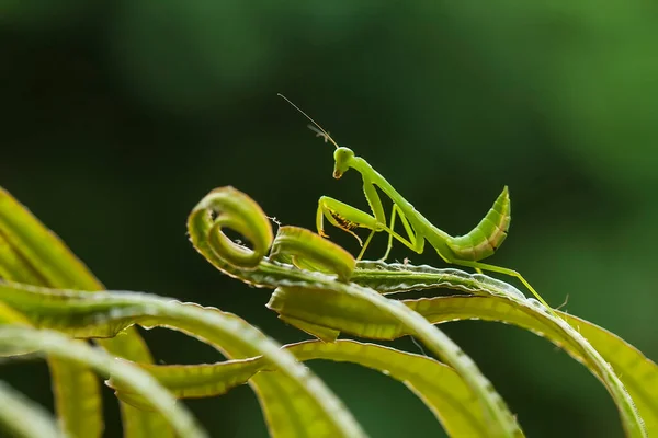 Many Types Insects Shapes Various Unique All Them Have Own Stock Photo ...