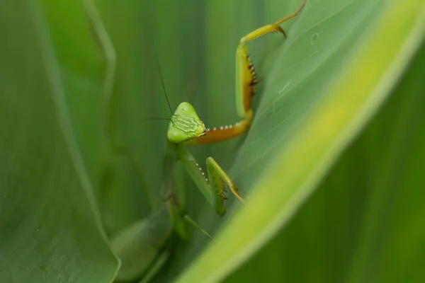 Mantis on leaf edge Stock Photos, Royalty Free Mantis on leaf edge ...
