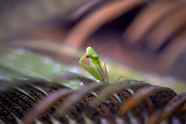 Mantis on leaf edge Stock Photos, Royalty Free Mantis on leaf edge ...