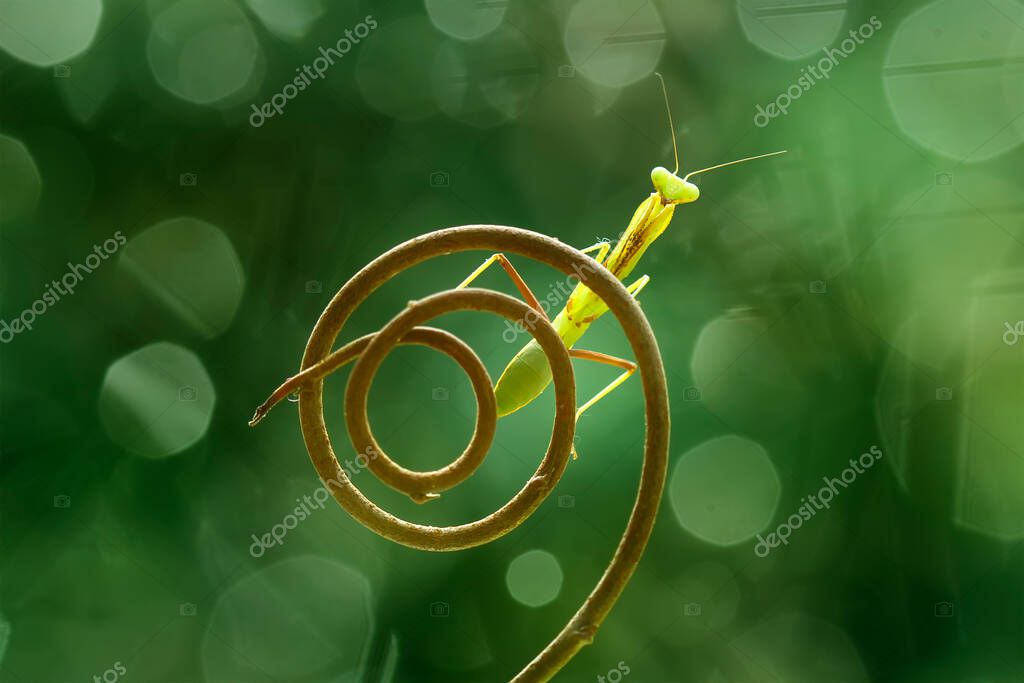 Hay muchos tipos de especies de mantis a nuestro alrededor, sus formas ...