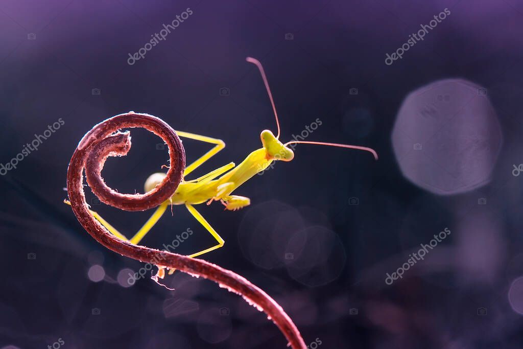 Hay muchos tipos de especies de mantis a nuestro alrededor, sus formas ...