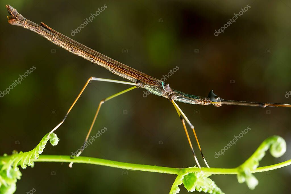 Hay muchos tipos de especies de mantis a nuestro alrededor, sus formas ...